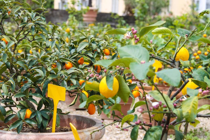 Pots with Lemon Trees in a Greenhouse Stock Image - Image of health ...
