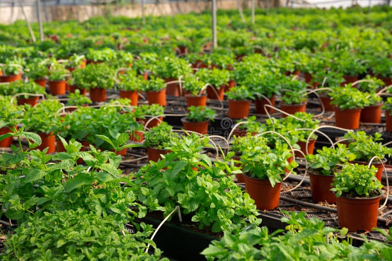 Pots with Mint Seedlings in Glasshouse Stock Image - Image of melissa ...