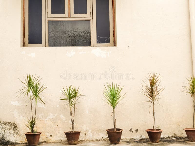 Pots with Plants Under a Window Outdoors Go Green Stock Photo - Image ...