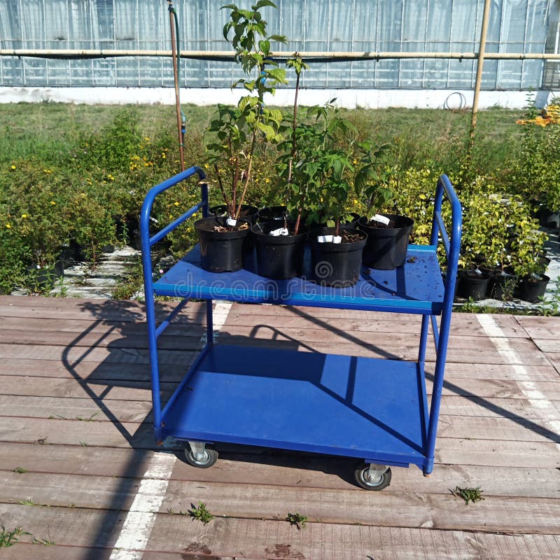 Pots with Raspberry Seedlings are on a Cart in a Garden Store Stock ...
