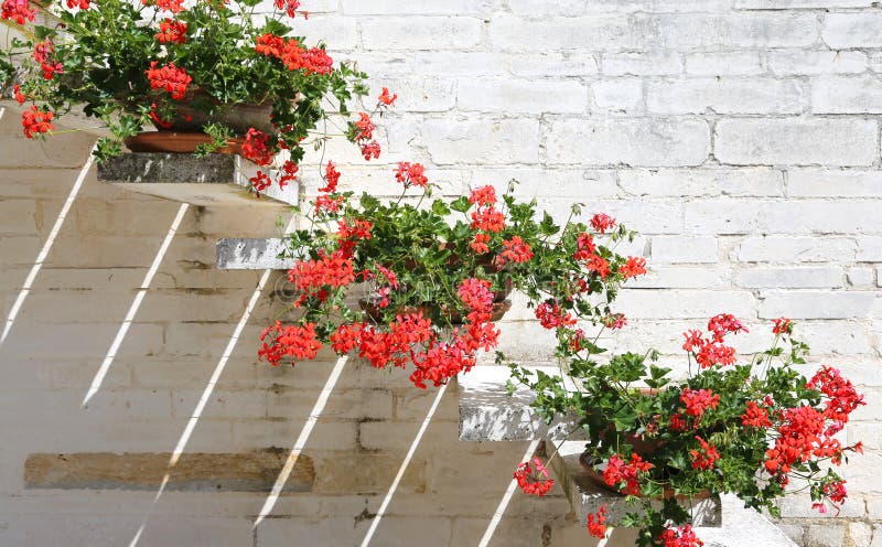 Pots of Red Geraniums in the Staircase of the Italian House Stock Image ...