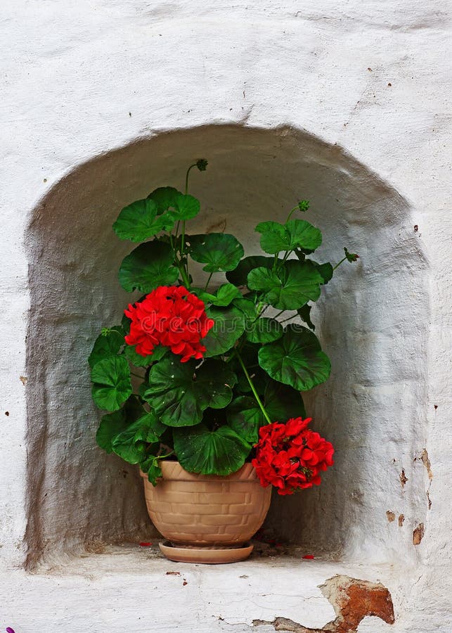 Geraniums on window stock photo. Image of nature, botanical - 957166