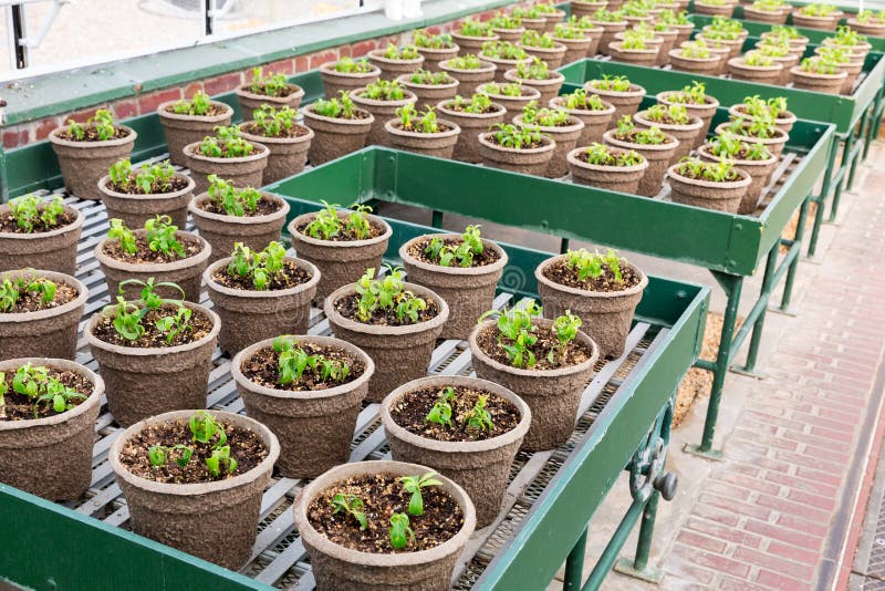 Pots with Seedlings in Botany Garden. Stock Photo - Image of beauty ...