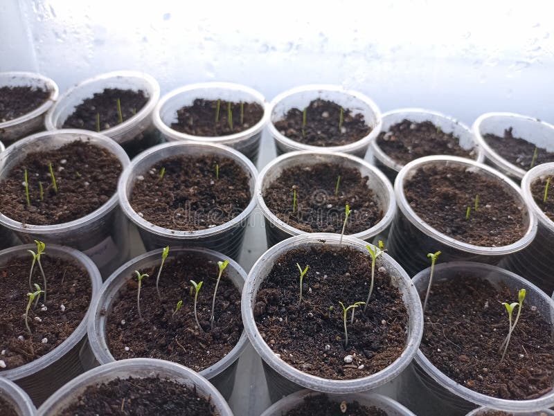 Pots with seedlings. stock photo. Image of agriculture - 375415890