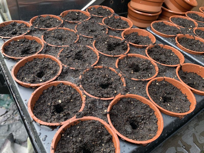 Pots With Soil And Seedlings Of Flowers And Vegetables With Spade On ...