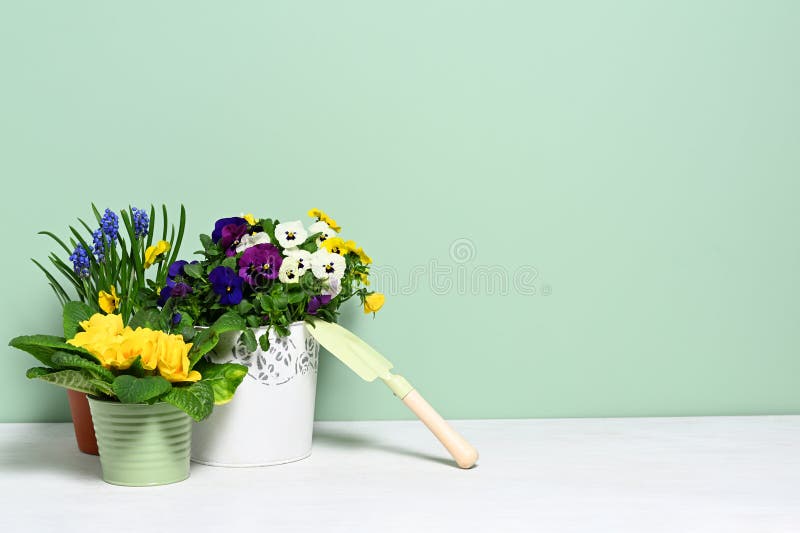 Pots with spring flowers stock photo. Image of botanical - 368809944