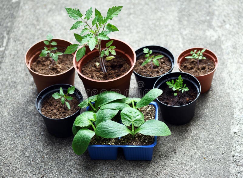 Pots with Vegetable Seedling Stock Image - Image of gardening, seedling ...