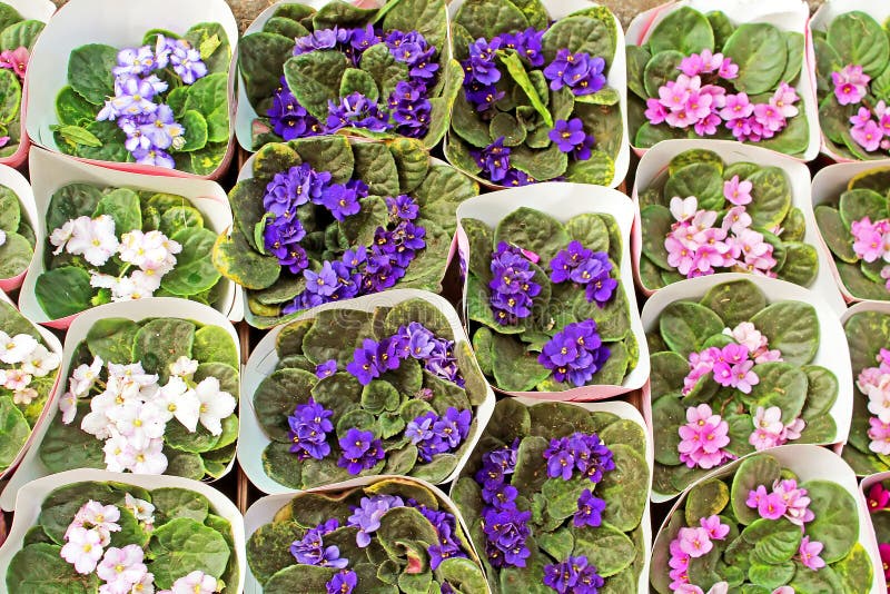 Pots of violets stock image. Image of amsterdam, inside - 74860801