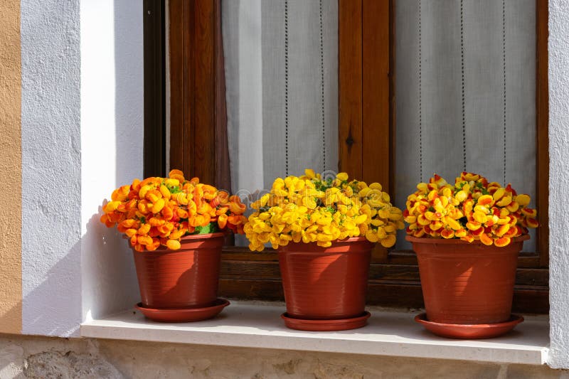Pots with Yellow Flowers in a Window Sill Stock Photo - Image of flora ...
