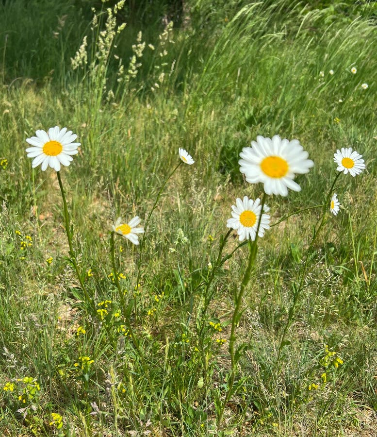 Daisy stock image. Image of daisy, berlin, potsdam, 2022 - 265465023