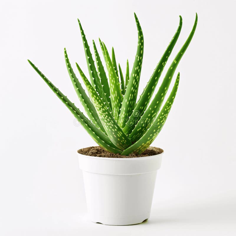 Potted Aloe Vera Plant on White Background Stock Illustration ...