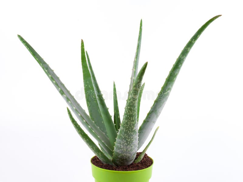 Potted Aloe Vera Plant Isolated on White Stock Photo - Image of ...