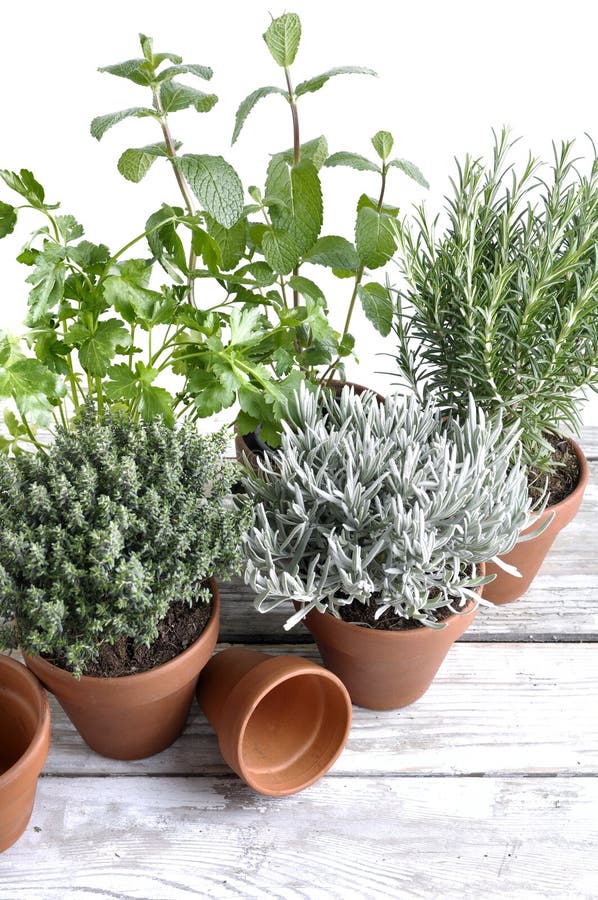 Potted aromatic plants stock image. Image of sage, herb - 126608607