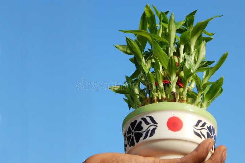 Potted bamboo plant stock image. Image of luck, houseplant - 76640743
