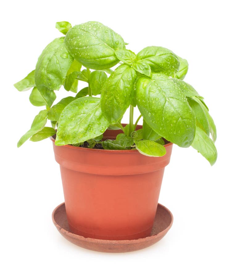 Potted Basil stock photo. Image of basil, food, ingredient - 25536772