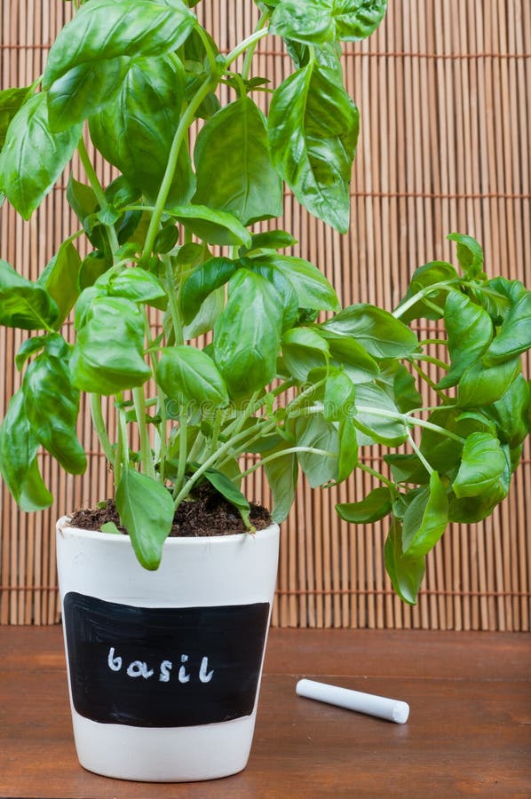 Potted Basil Plant stock image. Image of fresh, kitchen - 84381203