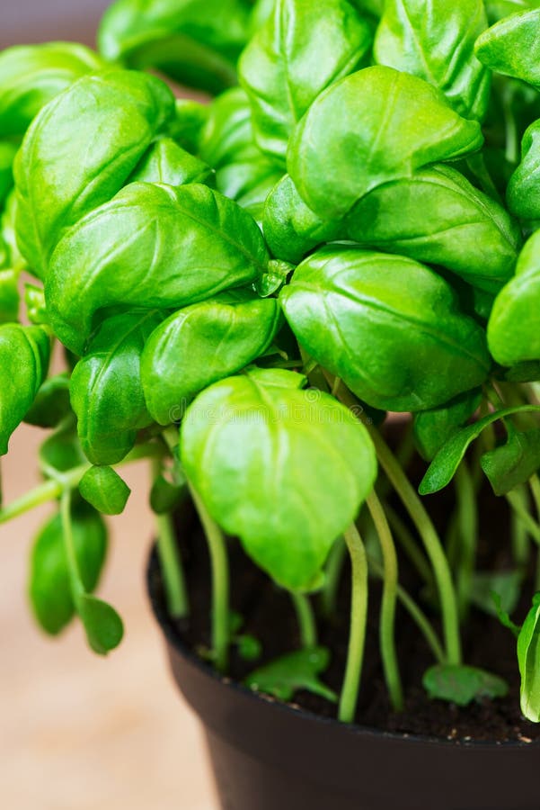 Potted Basil Herb Plant on Wooden Table Close Up Stock Photo - Image of ...