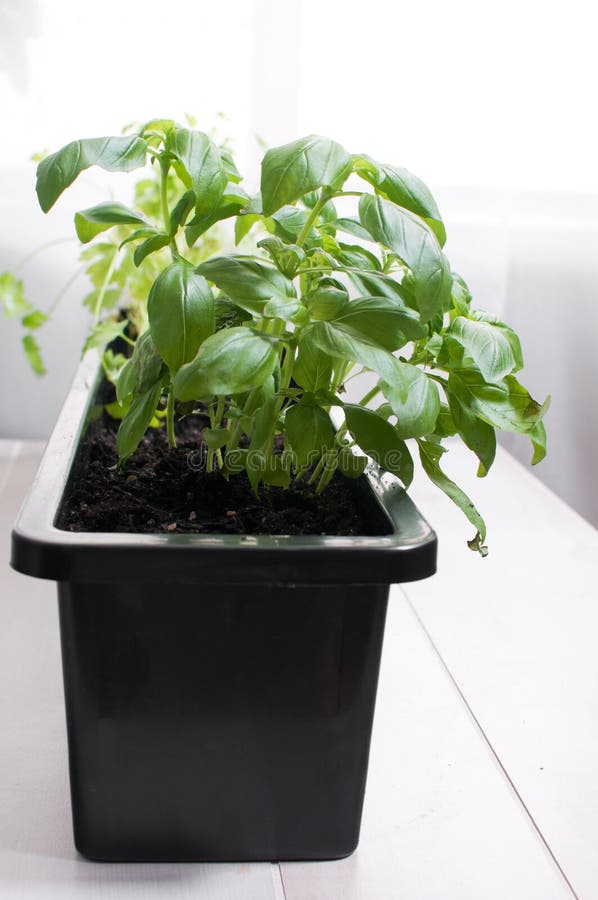 Potted basil indoors stock image. Image of culinary, garden - 26955083