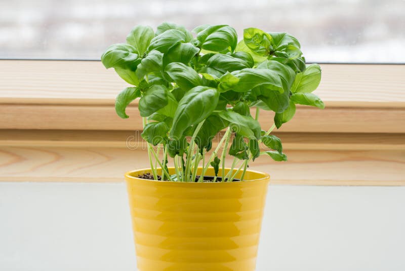Potted Basil Plant with Name Tag Stock Photo - Image of plant, flower ...