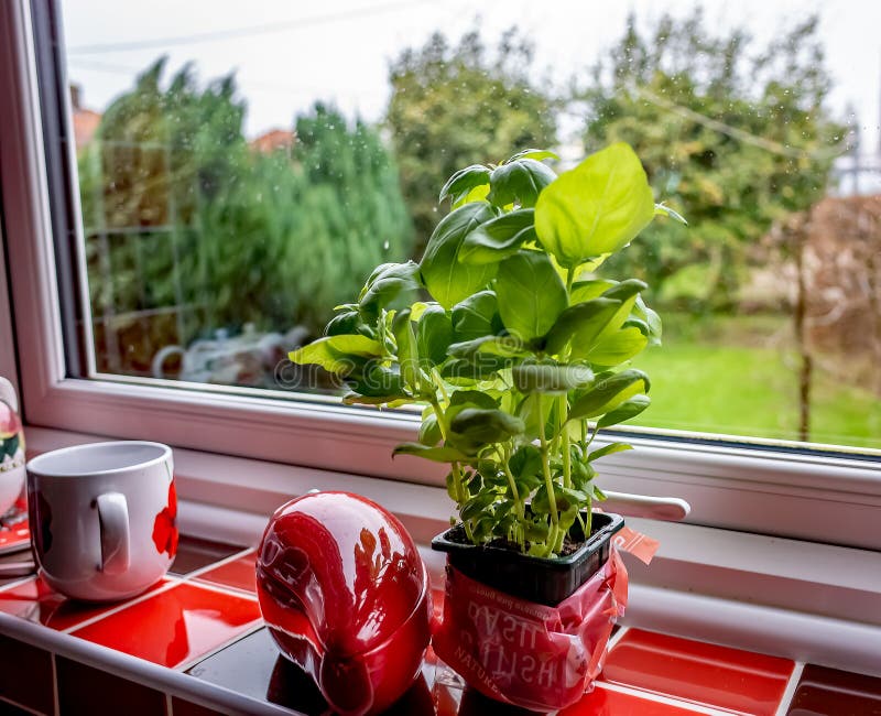 Potted Basil Plant on a Kitchen Windowsill Stock Image - Image of ...