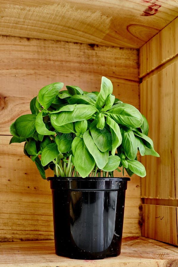 Potted Basil Plant stock image. Image of freshness, white - 84382167
