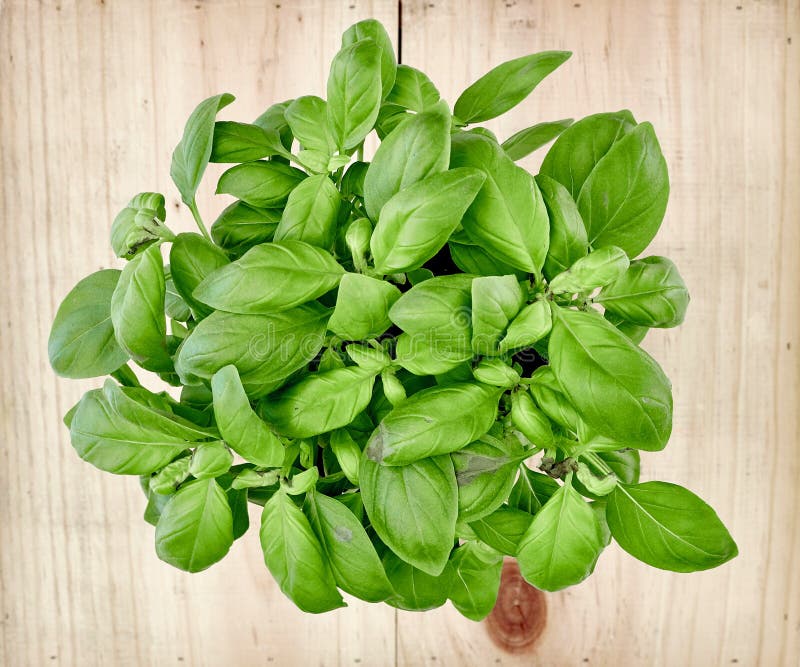 Potted Basil Plant stock photo. Image of culinary, grow - 84387516