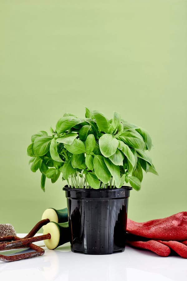 Potted Basil Plant stock photo. Image of gardening, italian - 84389256