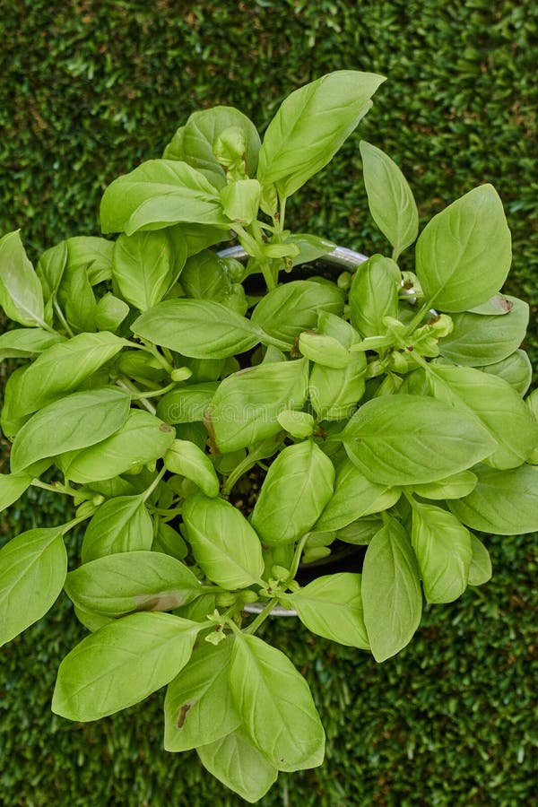 Potted Basil Plant stock image. Image of basilicum, natural - 85238747