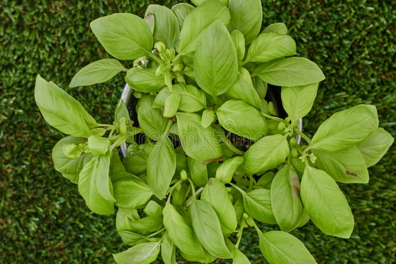 Potted Basil Plant stock image. Image of basilicum, square - 85250917