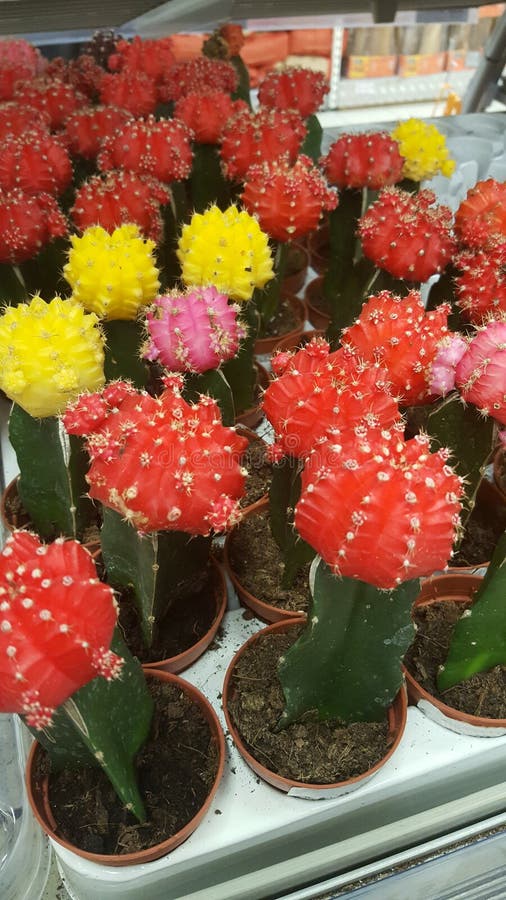 Potted cacti stock image. Image of yellow, types, plant - 87490855