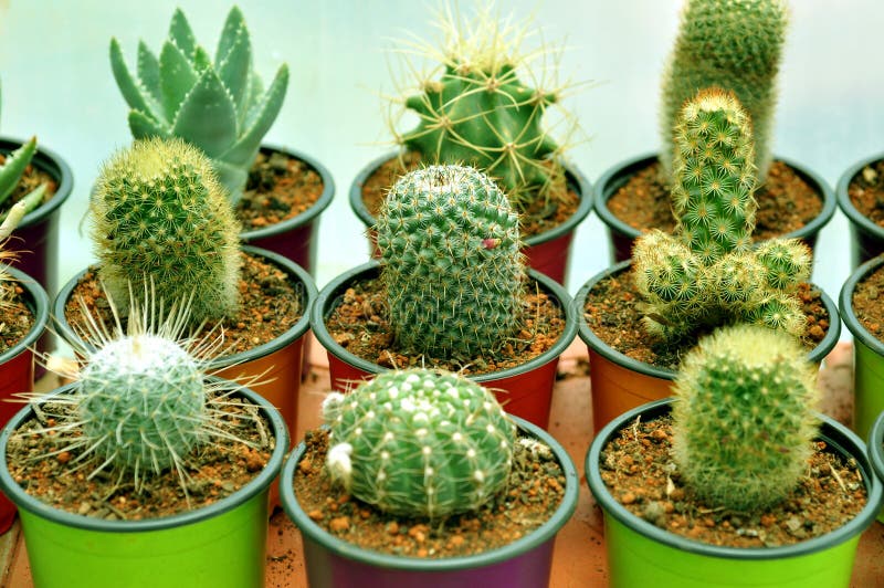 Potted cacti plant stock photo. Image of botany, fresh - 71030446