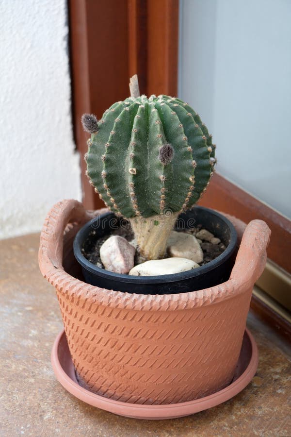 Potted Cactus stock image. Image of windowsill, domestic - 23239183
