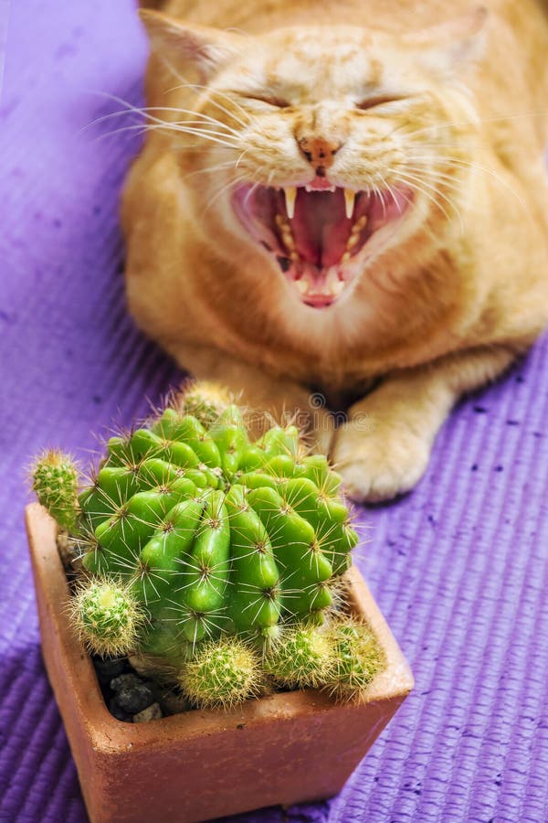 Potted Cactus and Ginger Cat Yawning. Stock Photo - Image of floral ...