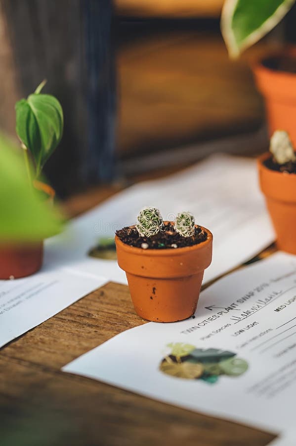 Potted Cactus in the Middle of the Table Stock Image - Image of cozy ...