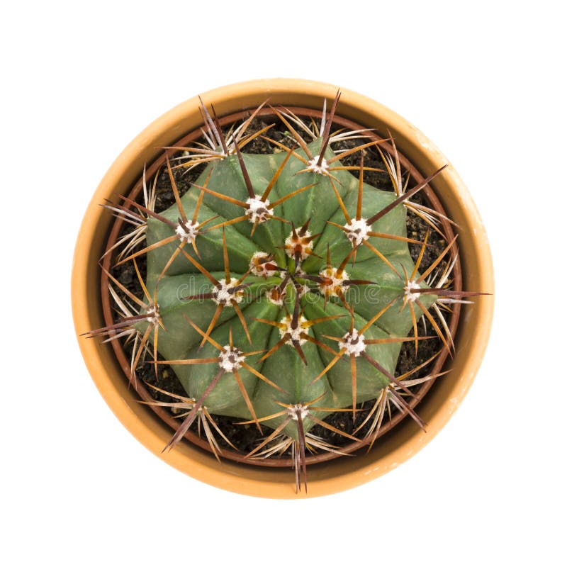 36+ Cactus top view Free Stock Photos - StockFreeImages