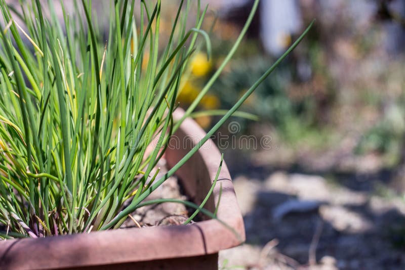 Potted Chives in the Garden. Spring Rebirth Stock Image - Image of leaf ...
