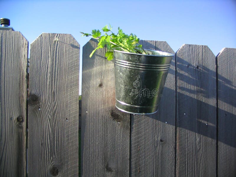 Potted Cilantro on a Fence stock image. Image of spring - 52673