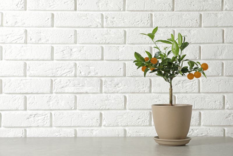Potted Citrus Tree on Table Against Brick Wall Stock Photo - Image of ...
