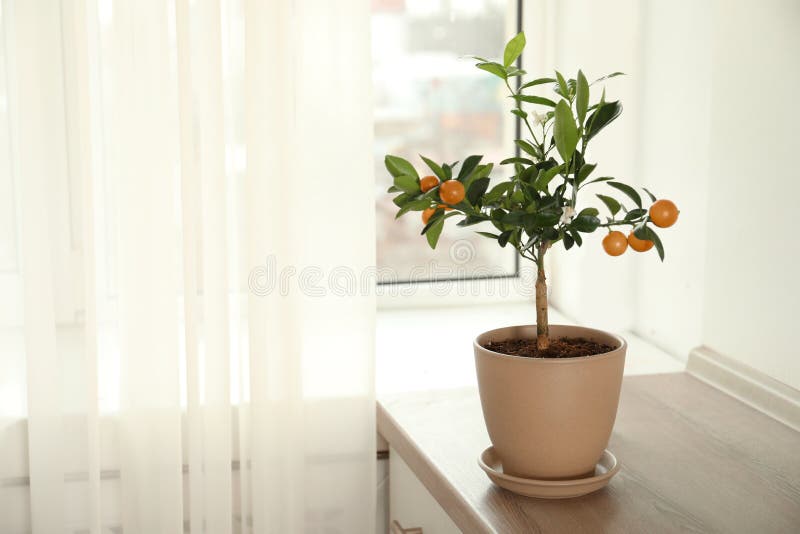 Potted Citrus Tree on Table Near Window Indoors Stock Image - Image of ...