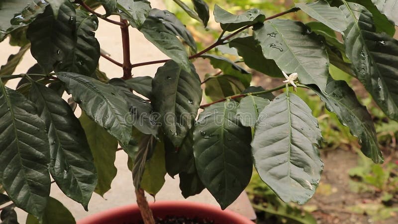 Potted Coffee Tree with a Beautiful Tiny Flower Stock Footage - Video ...