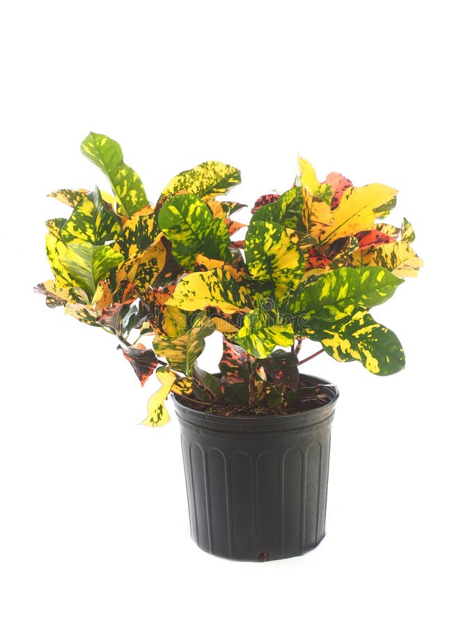 Potted Croton Isolated on White Stock Photo - Image of plant, leasing ...