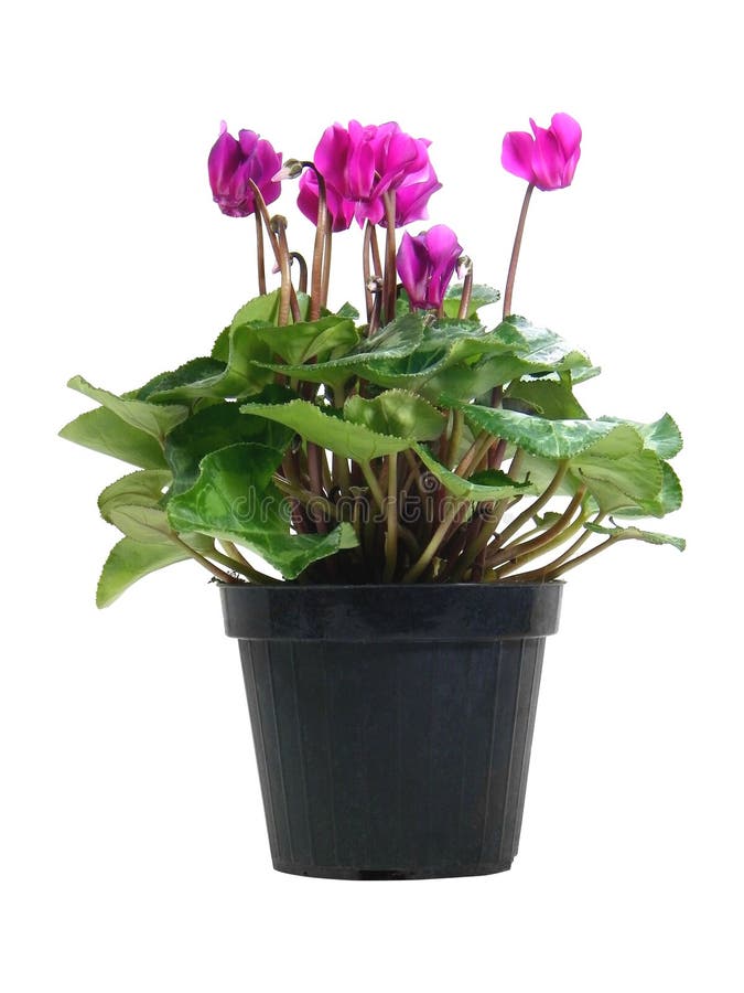 Cyclamen - Cyclamen Persicum Stock Image - Image of persicum ...