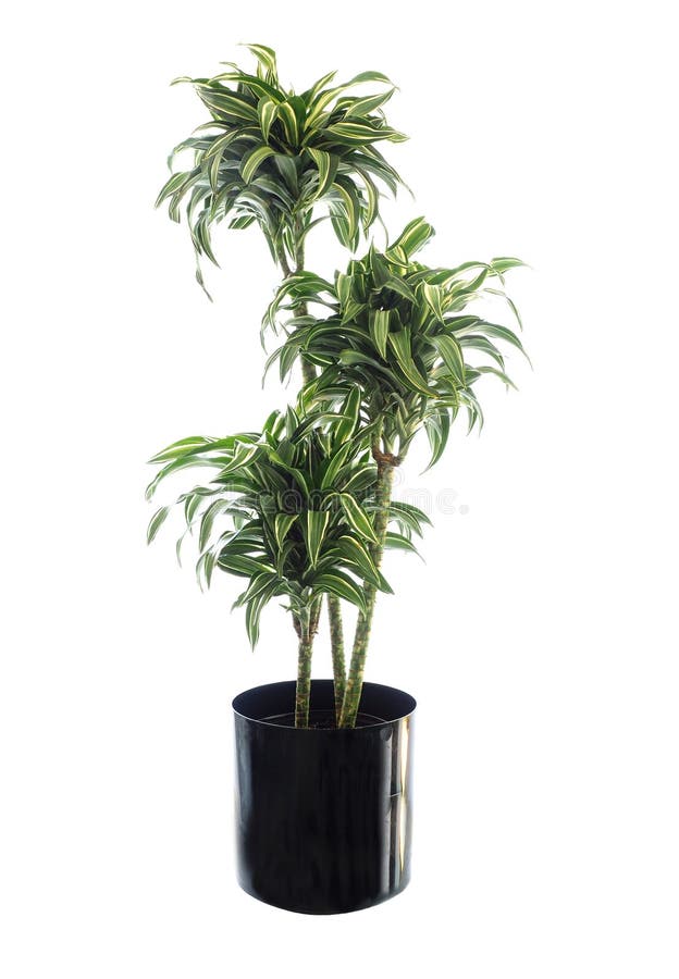 Potted Dwarf Dracaena Warneckii Isolated on White Stock Image - Image ...