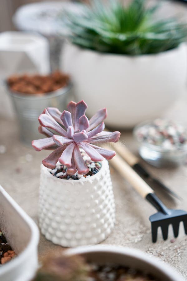 Potted Echeveria Succulent Plant in White Ceramic Pot Stock Image ...