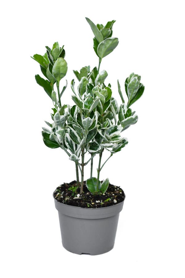 Potted Euonymus Japonicus Kathy Spindle Tree Plant Stock Image - Image ...