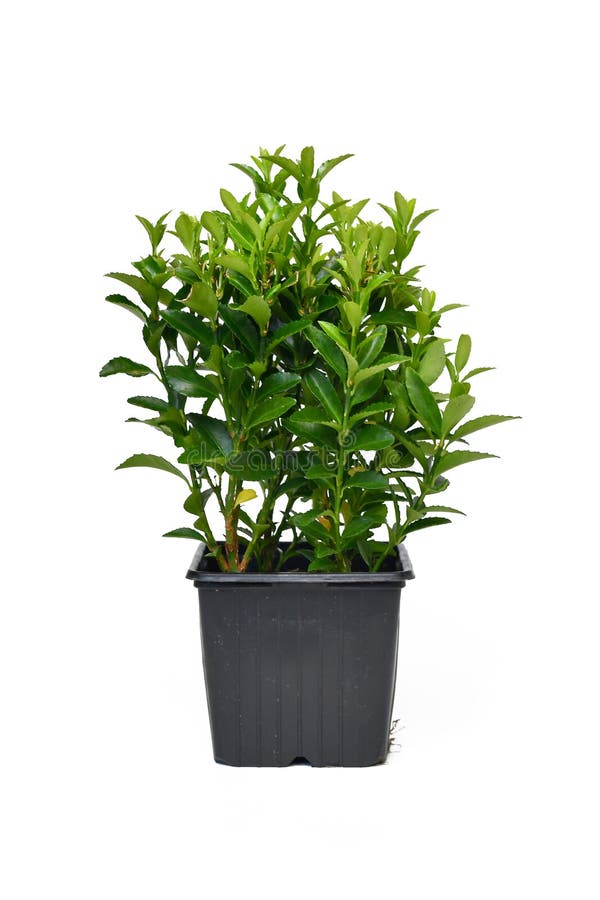 Potted Euonymus Japonicus Kathy Spindle Tree Plant Stock Image - Image ...