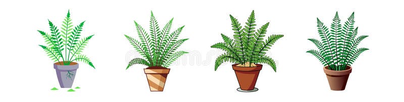 Potted Fern Illustration, Fern Plant Graphic Stock Vector ...