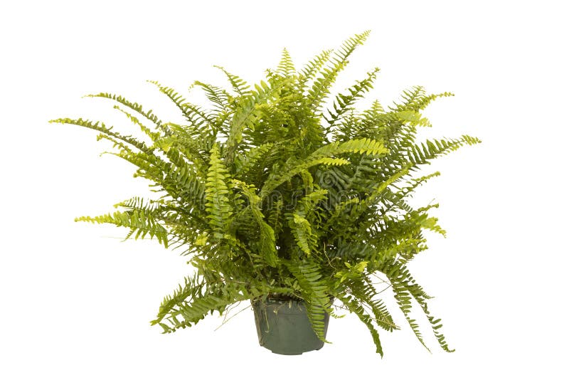 Potted fern isolated stock image. Image of clipped, foliage - 298238913