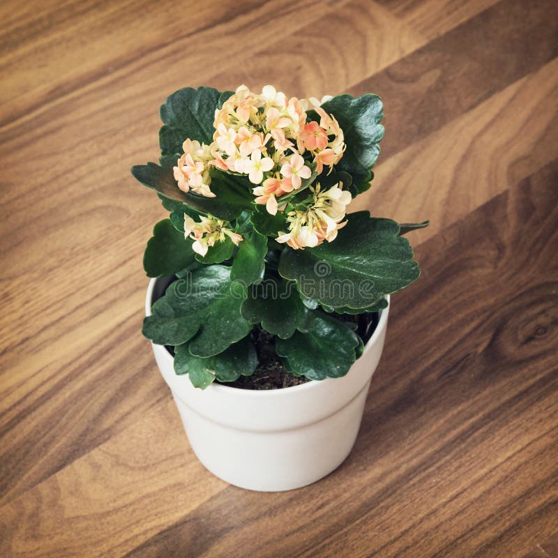 Potted flower stock image. Image of environment, bloom - 54535129