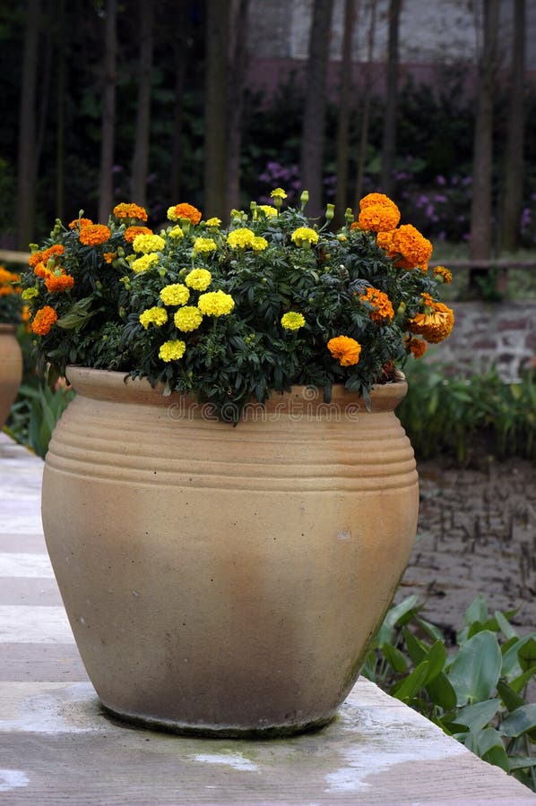 Potted flowers stock image. Image of leaf, botany, beautiful - 29578255